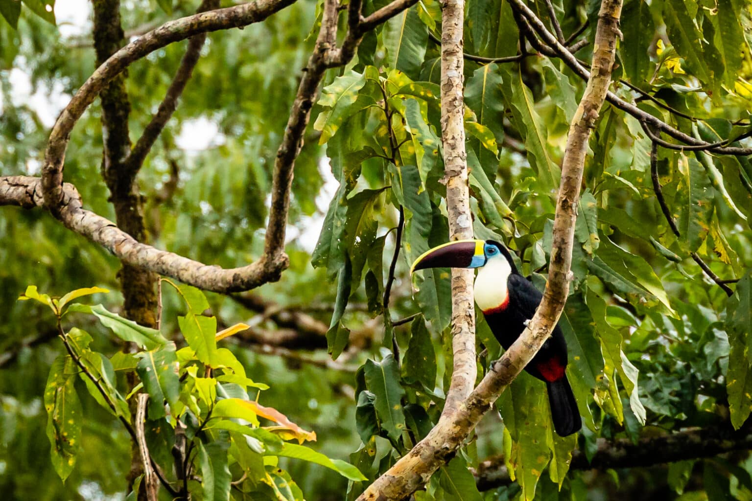 Suriname Reise tipps – Natur & Kultur erleben - Mein Südamerika